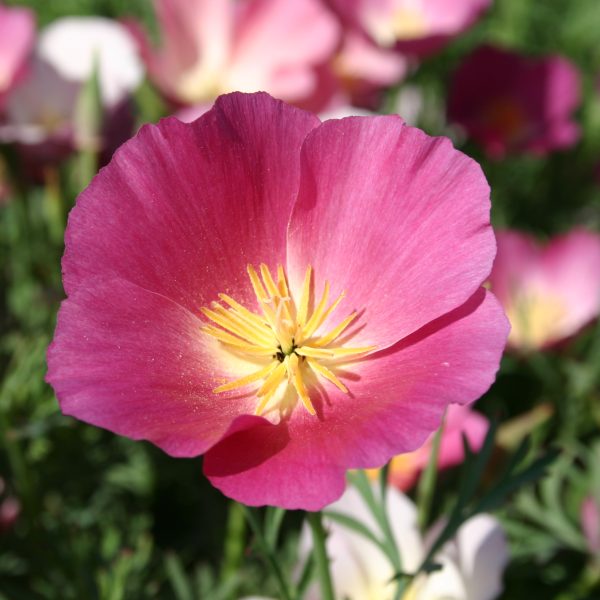 Silver Falls Seed Company - Godetia - Double Azalea