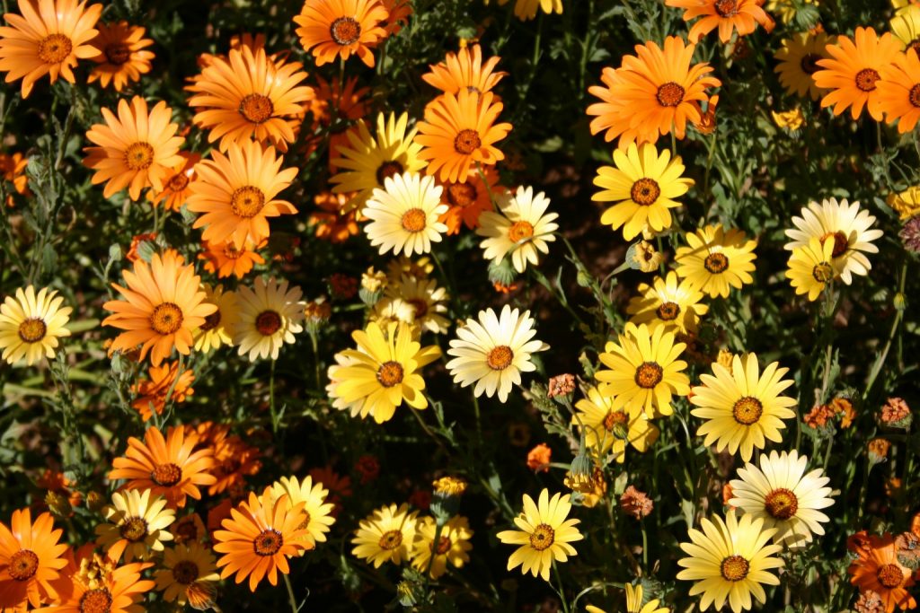 Silver Falls Seed Company - Daisy - African Mix