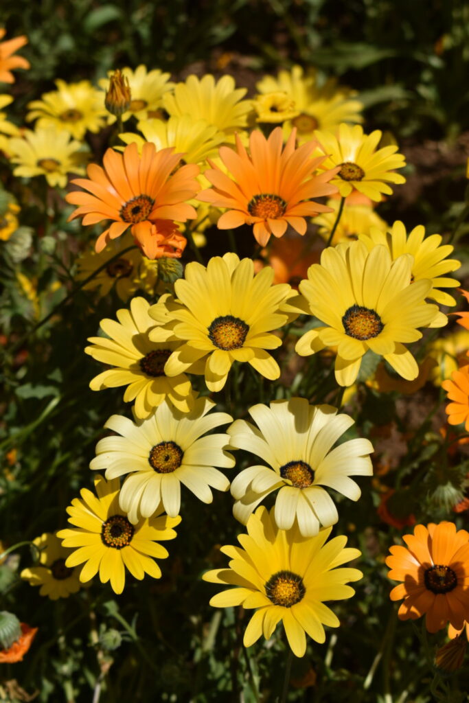 Silver Falls Seed Company - Daisy - African Mix