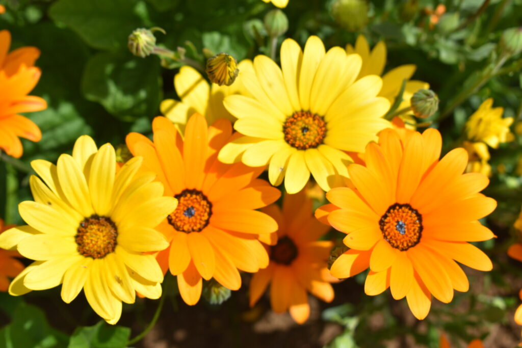 Silver Falls Seed Company - Daisy - African Mix