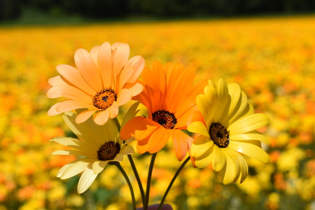 Silver Falls Seed Company - Daisy - African Mix