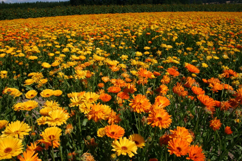 Silver Falls Seed Company - Calendula - Pacific Beauty Mix