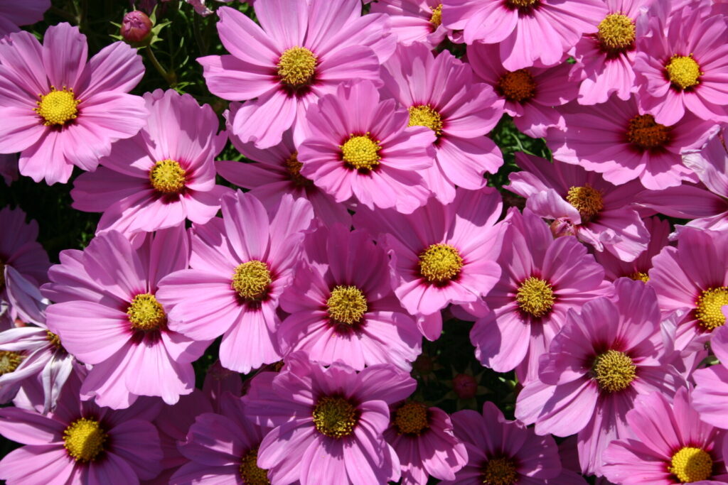 Silver Falls Seed Company - Cosmos - Bipinnatus Dwarf Pink with Red Center