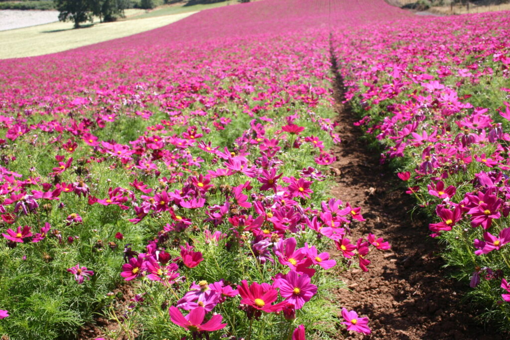 Silver Falls Seed Company - Cosmos - Bipinnatus Dwarf Red