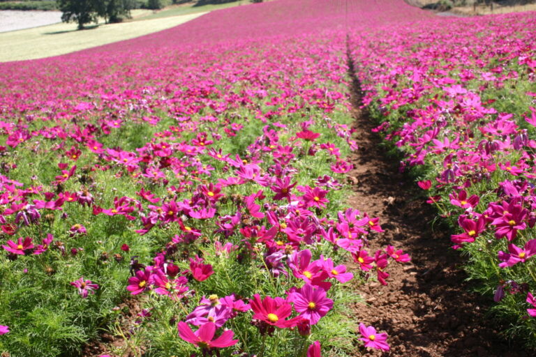 Silver Falls Seed Company - Cosmos - Bipinnatus Dwarf Red