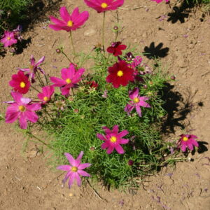 Silver Falls Seed Company - Cosmos - Bipinnatus Dwarf Red
