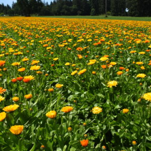 Silver Falls Seed Company - Calendula - Fancy Mix