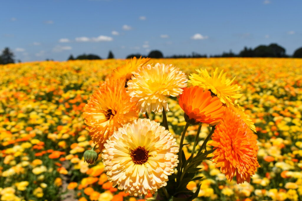 Silver Falls Seed Company - Calendula - Pacific Beauty Mix