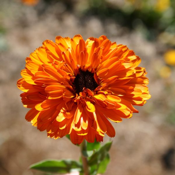 Silver Falls Seed Company - Calendula - Touch of Red