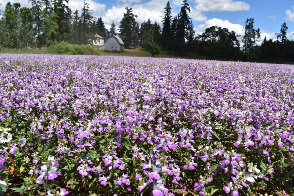 Silver Falls Seed Company - Chinese Houses