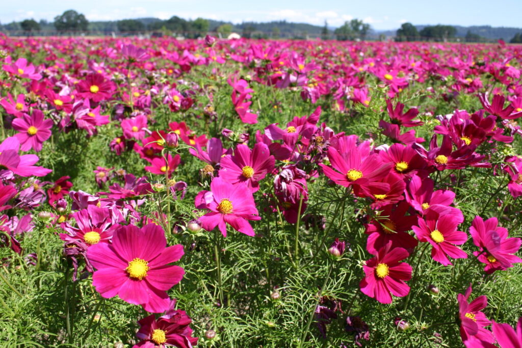 Silver Falls Seed Company - Cosmos - Bipinnatus Dwarf Red