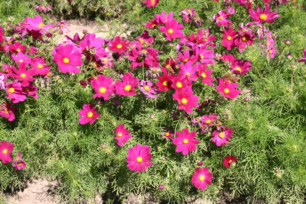 Silver Falls Seed Company - Cosmos - Bipinnatus Dwarf Red