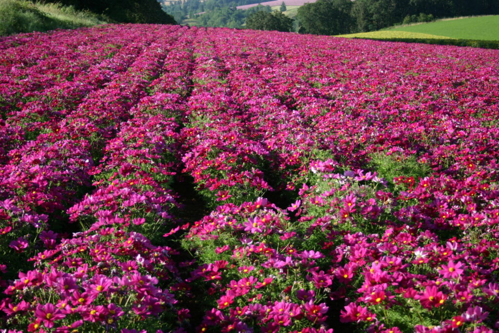 Silver Falls Seed Company - Cosmos - Bipinnatus Dwarf Red