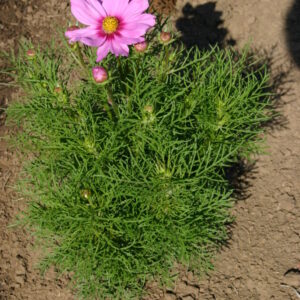 Silver Falls Seed Company - Cosmos - Bipinnatus Dwarf Pink with Red Center