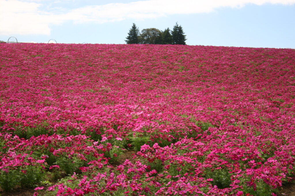 Silver Falls Seed Company - Cosmos - Bipinnatus Dwarf Red