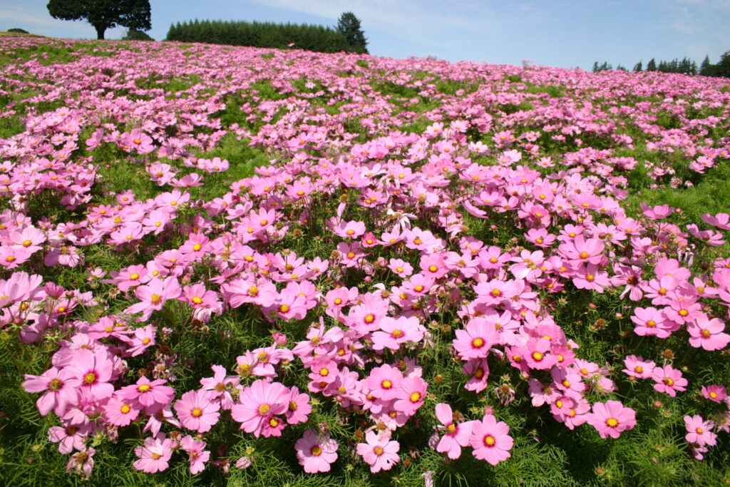 Silver Falls Seed Company - Cosmos - Bipinnatus Dwarf Pink with Red Center