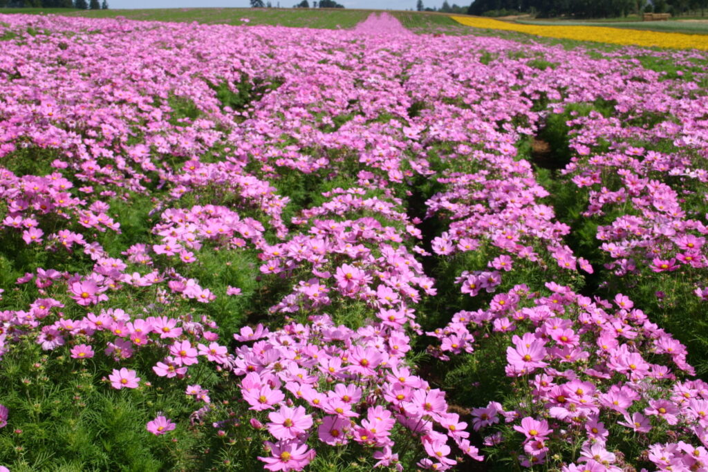 Silver Falls Seed Company - Cosmos - Bipinnatus Dwarf Pink with Red Center