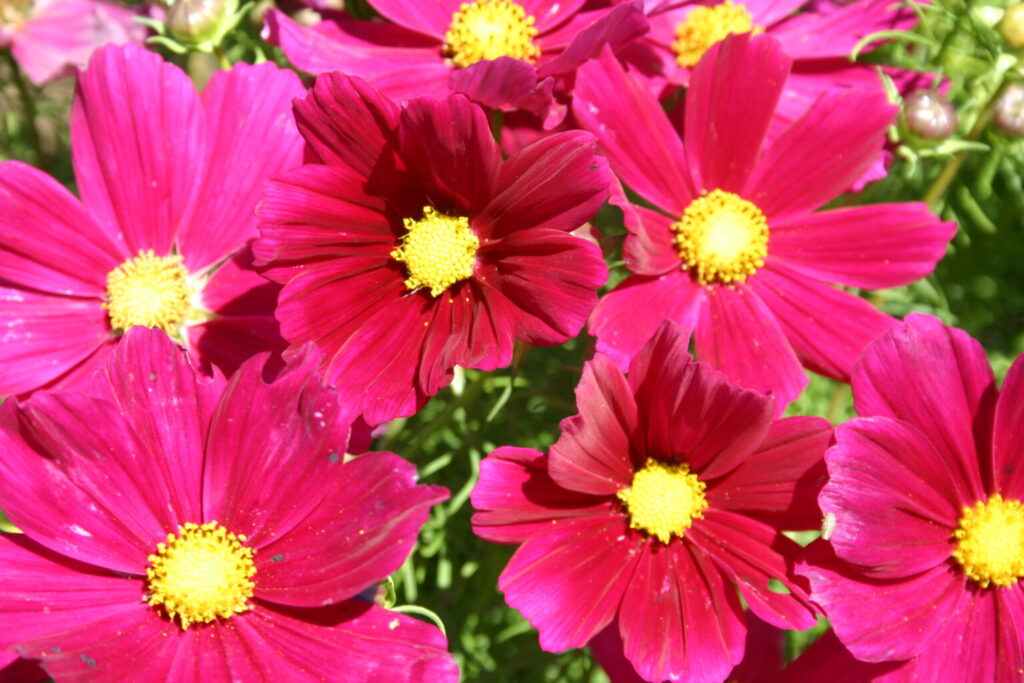 Silver Falls Seed Company - Cosmos - Bipinnatus Dwarf Red