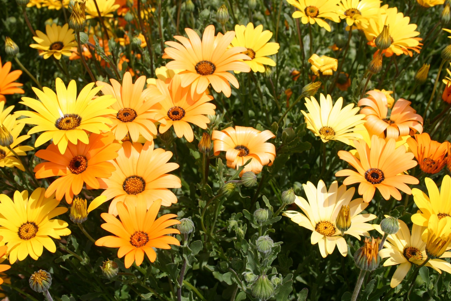 Silver Falls Seed Company - Daisy - African Mix