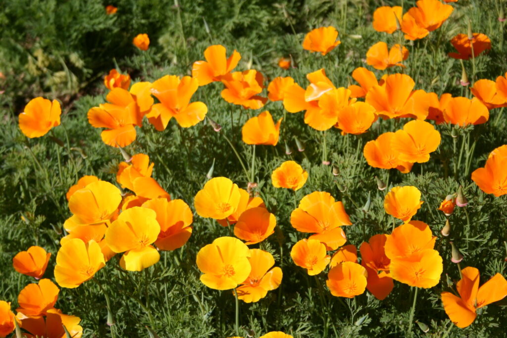Silver Falls Seed Company - Poppy - California Orange