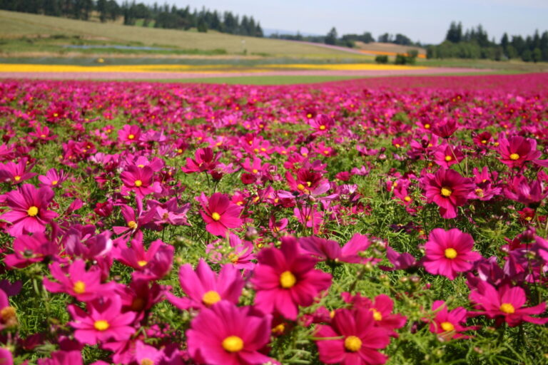 Silver Falls Seed Company - Cosmos - Bipinnatus Dwarf Red