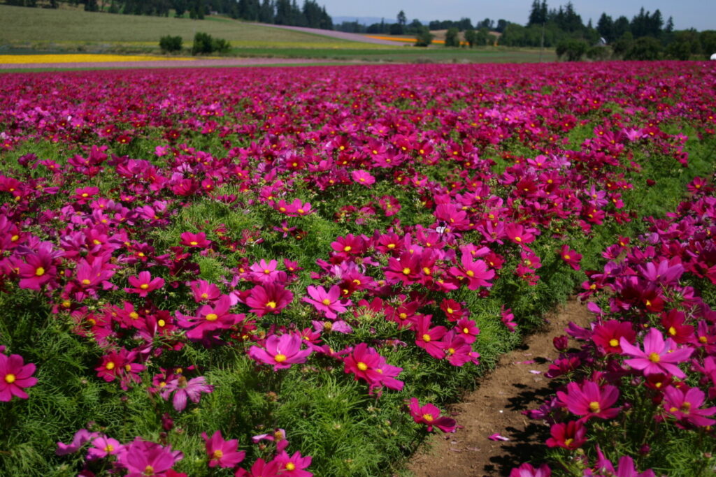 Silver Falls Seed Company - Cosmos - Bipinnatus Dwarf Red