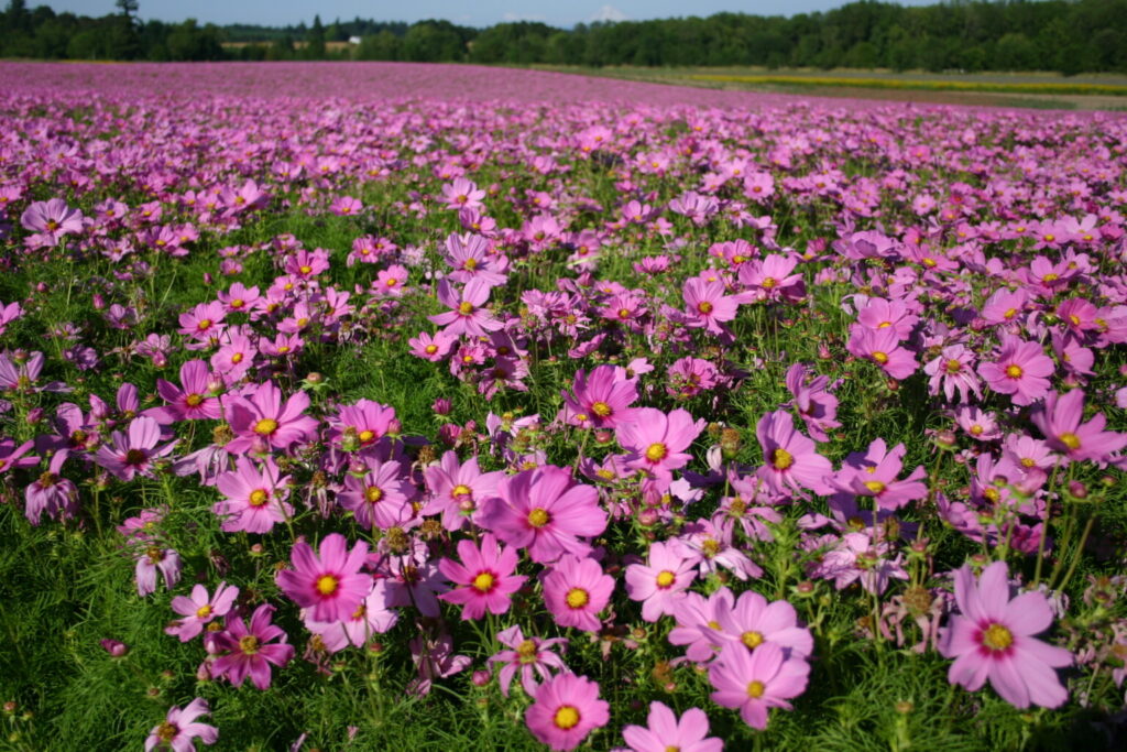 Silver Falls Seed Company - Cosmos - Bipinnatus Dwarf Pink with Red Center