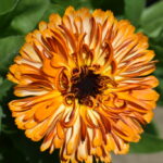Silver Falls Seed Company - Calendula - Touch of Red