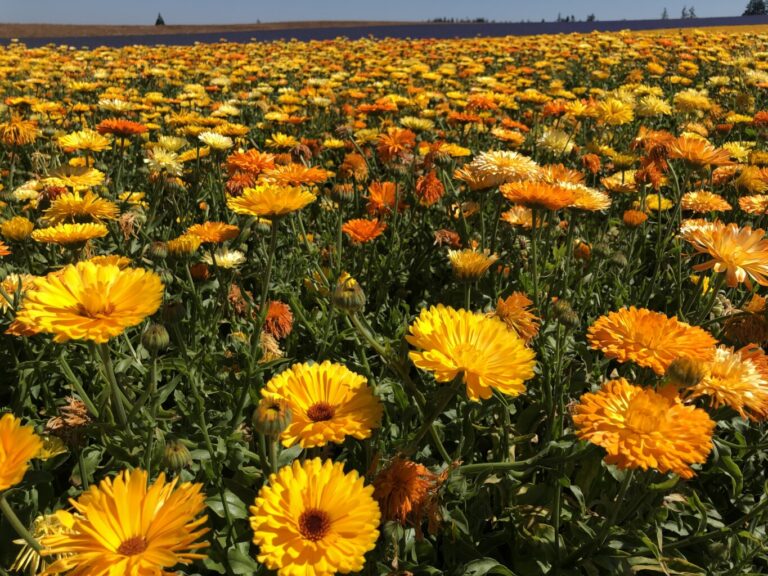 Silver Falls Seed Company - Calendula - Pacific Beauty Mix