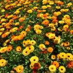 Silver Falls Seed Company - Calendula - Touch of Red