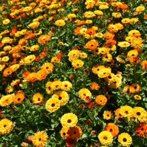 Silver Falls Seed Company - Calendula - Touch of Red