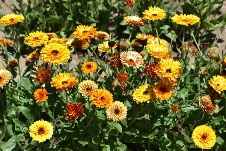Silver Falls Seed Company - Calendula - Touch of Red