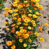 Silver Falls Seed Company - Calendula - Touch of Red