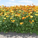 Silver Falls Seed Company - Calendula - Touch of Red
