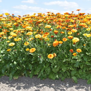 Silver Falls Seed Company - Calendula - Touch of Red