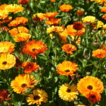 Silver Falls Seed Company - Calendula - Touch of Red