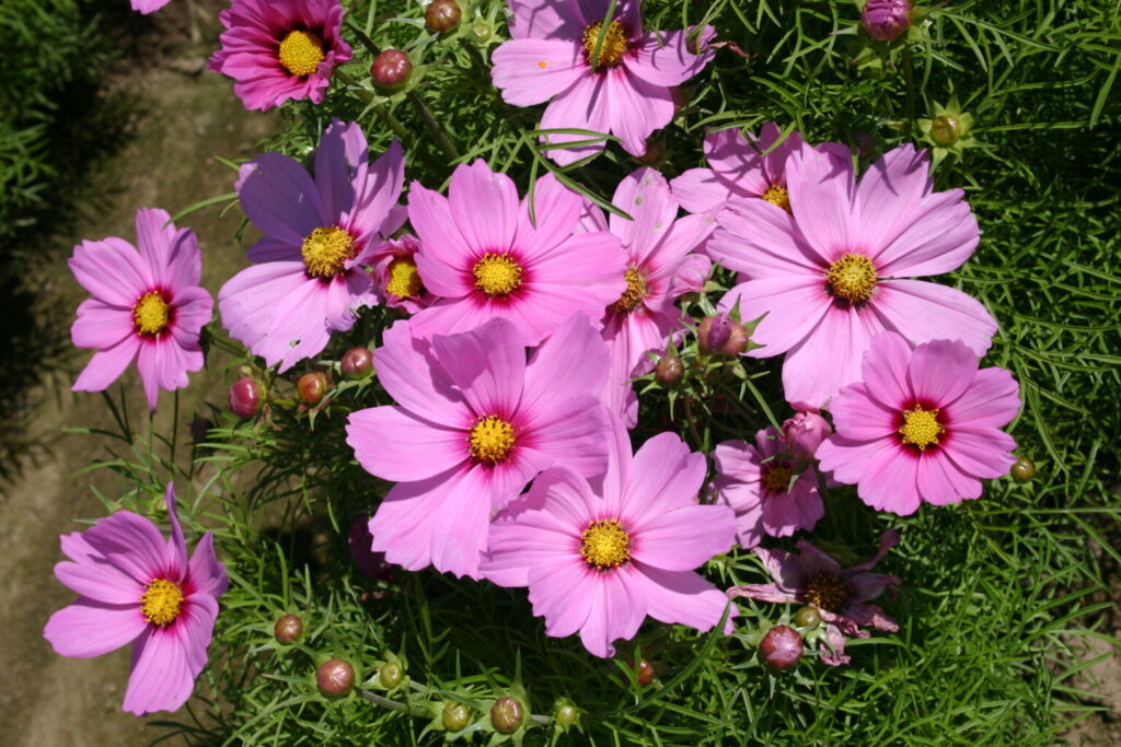 Silver Falls Seed Company - Cosmos - Bipinnatus Dwarf Pink with Red Center