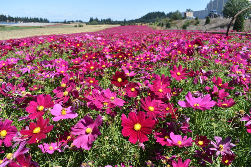 Silver Falls Seed Company - Cosmos - Bipinnatus Dwarf Red