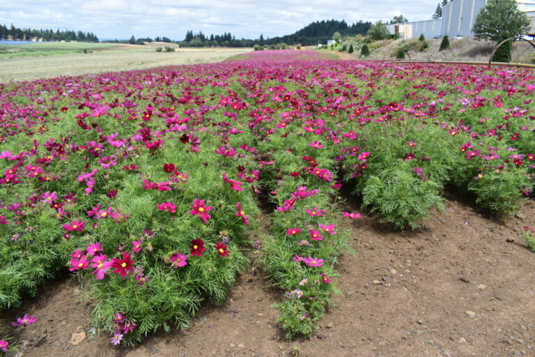 Silver Falls Seed Company - Cosmos - Bipinnatus Dwarf Red