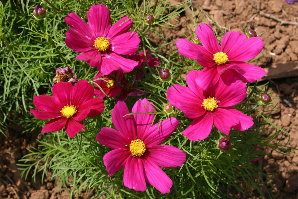 Silver Falls Seed Company - Cosmos - Bipinnatus Dwarf Red