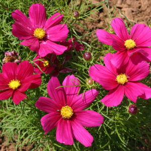 Silver Falls Seed Company - Cosmos - Bipinnatus Dwarf Red