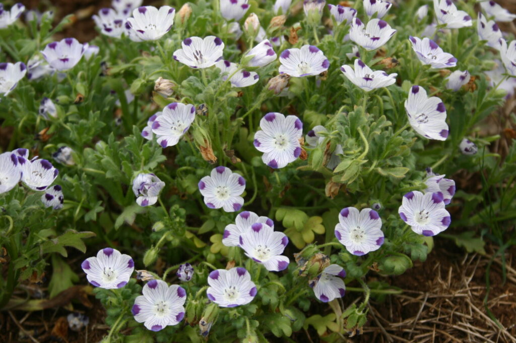 Silver Falls Seed Company - Five Spot