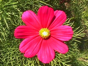 Silver Falls Seed Company - Cosmos - Bipinnatus Dwarf Red