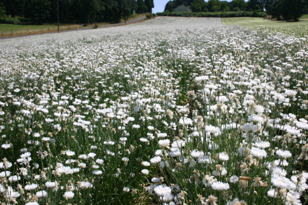 Silver Falls Seed Company - Bachelor Button - Tall White