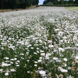 Silver Falls Seed Company - Bachelor Button - Tall White