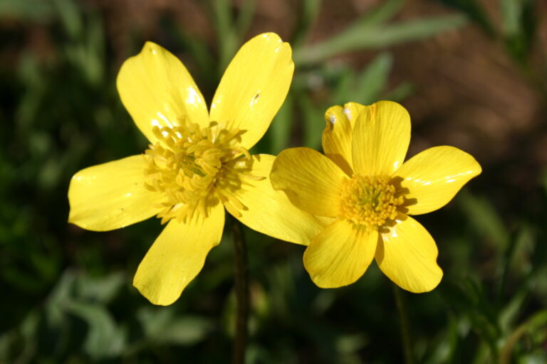 Silver Falls Seed Company - Buttercup - Western
