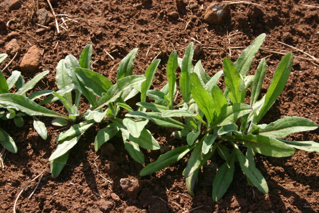 Silver Falls Seed Company - Bachelor Button - Dwarf White