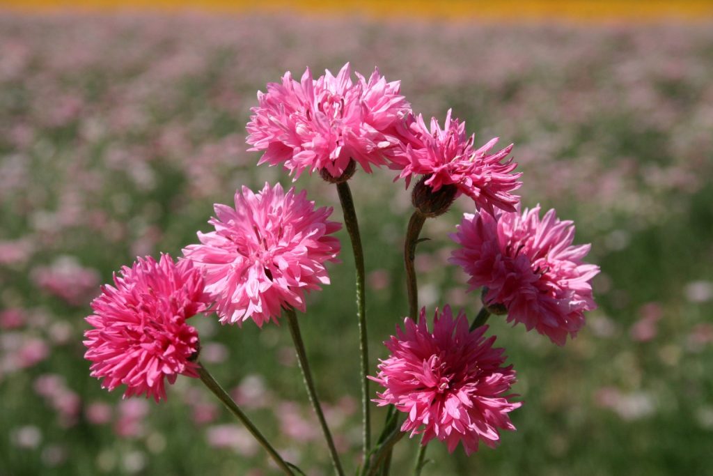 Silver Falls Seed Company - Pink Wildflower Mix