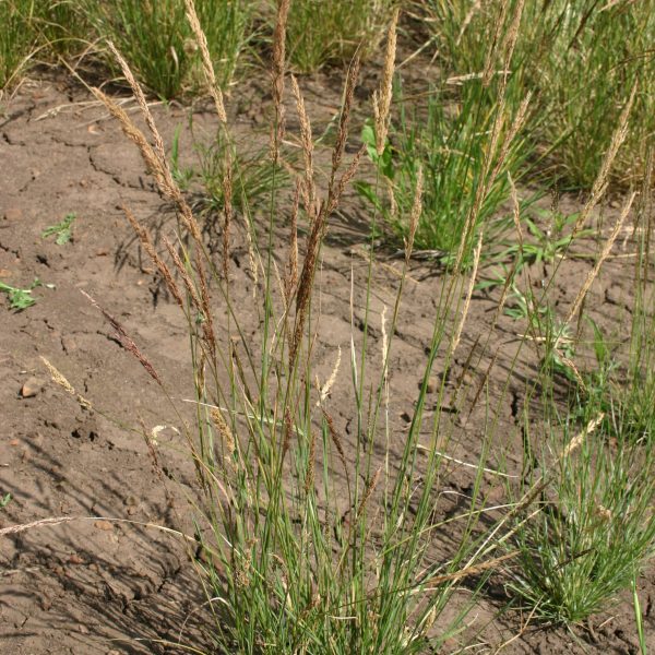 Silver Falls Seed Company - Wild Wetland Economy Grass Mix