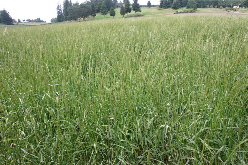 Silver Falls Seed Company - Wildrye - Blue